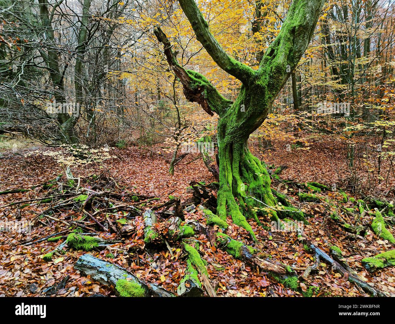 Dead, mossy tree in the Sababurg primeval forest in fall, Germany ...