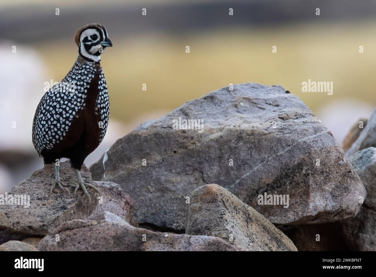 Montezuma's quail, Mearns's quails, harlequin quails, fool quails ...