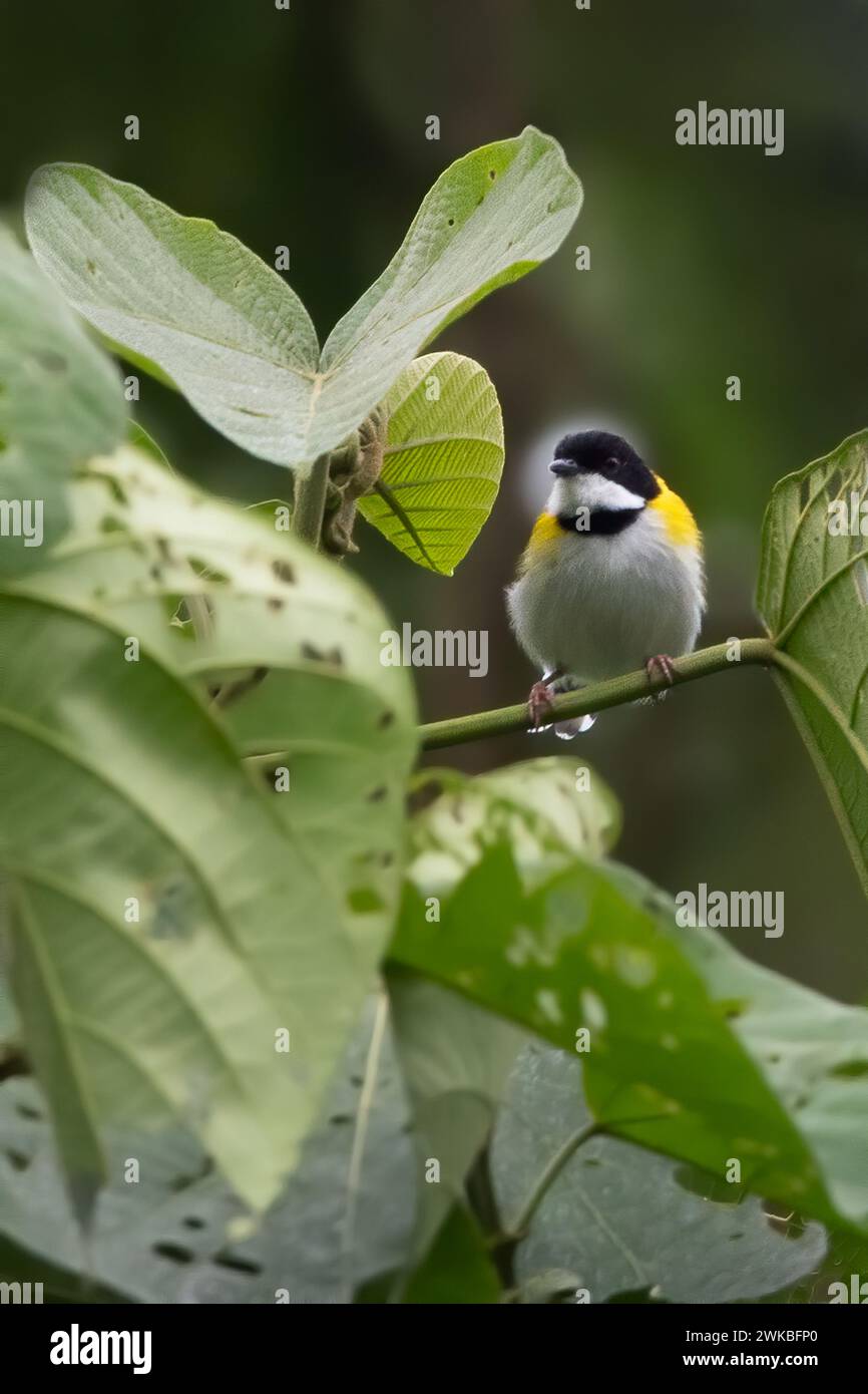Black capped apalises hi-res stock photography and images - Alamy