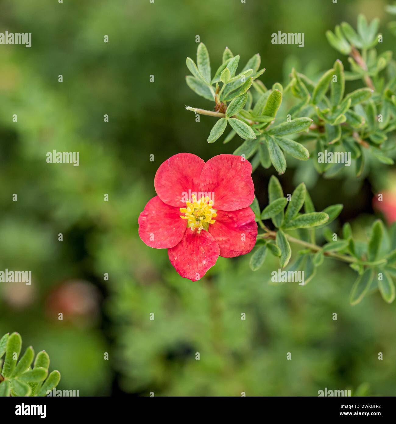 Potentilla fruticosa marrob hi-res stock photography and images - Alamy