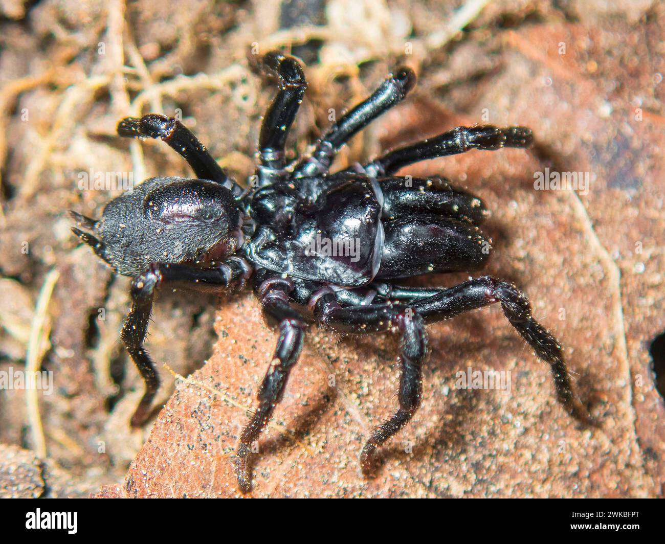 mygalomorph spider (Atypus piceus), top view, Germany Stock Photo - Alamy