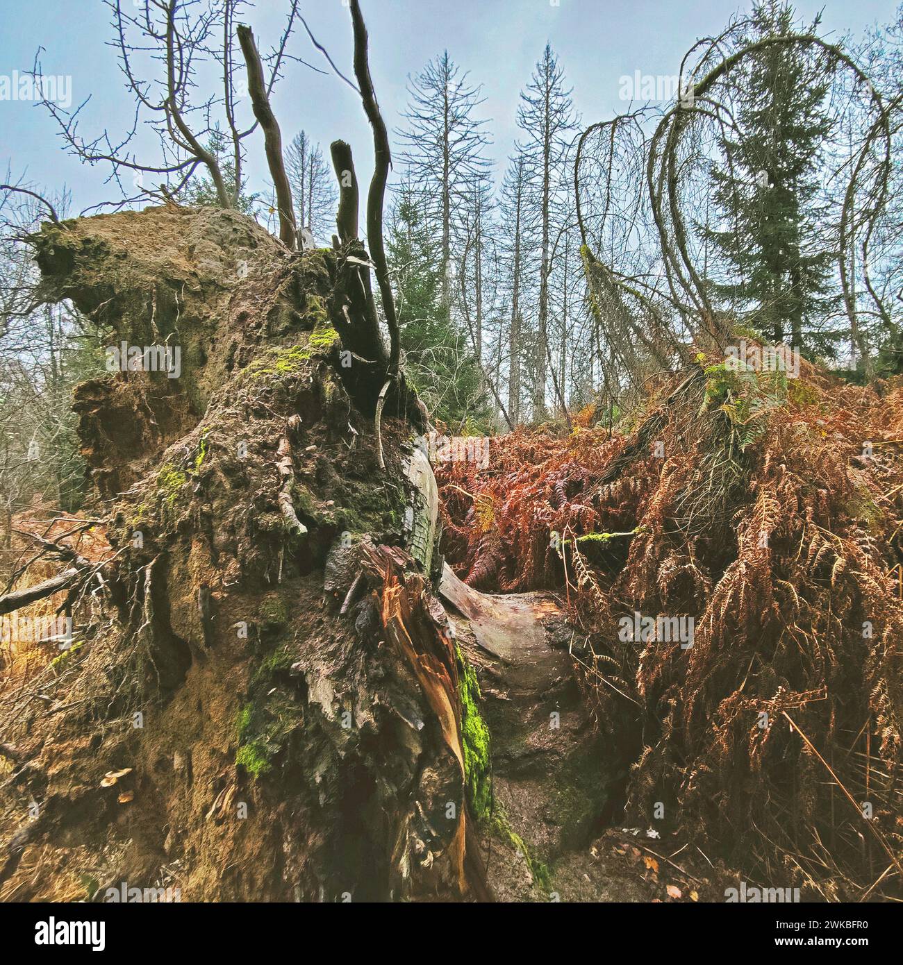 Fallen tree in the Sababurg primeval forest in autumn, Germany, Hesse ...