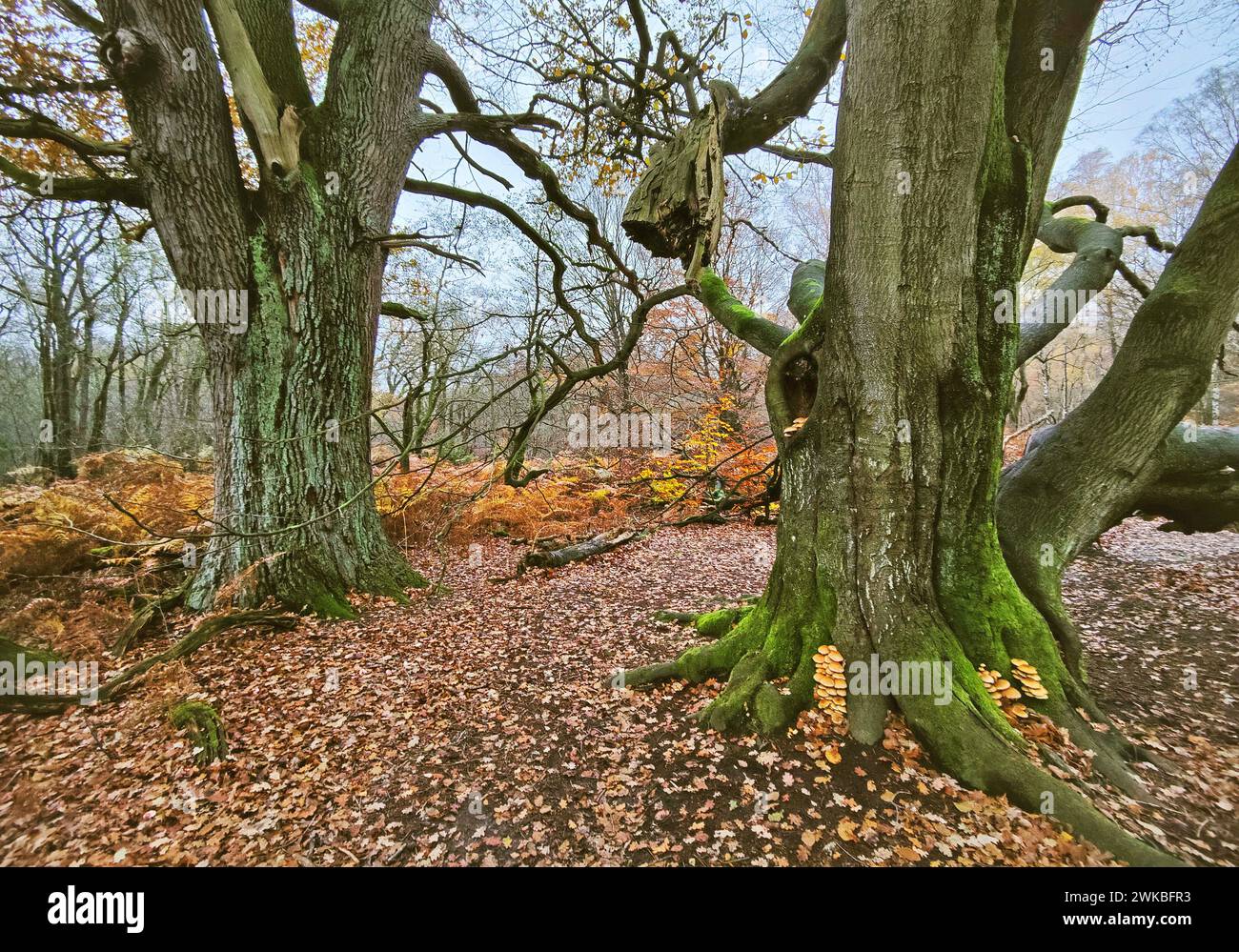old trees in the Sababurg primeval forest in fall, Germany, Hesse ...
