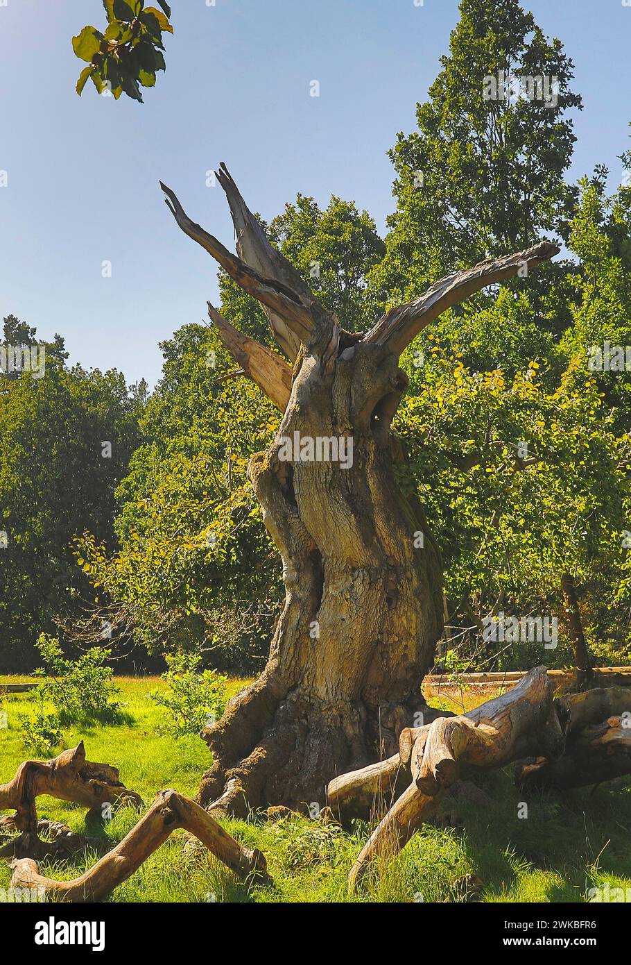 common beech (Fagus sylvatica), dead tree in Hutewald Halloh, Germany ...