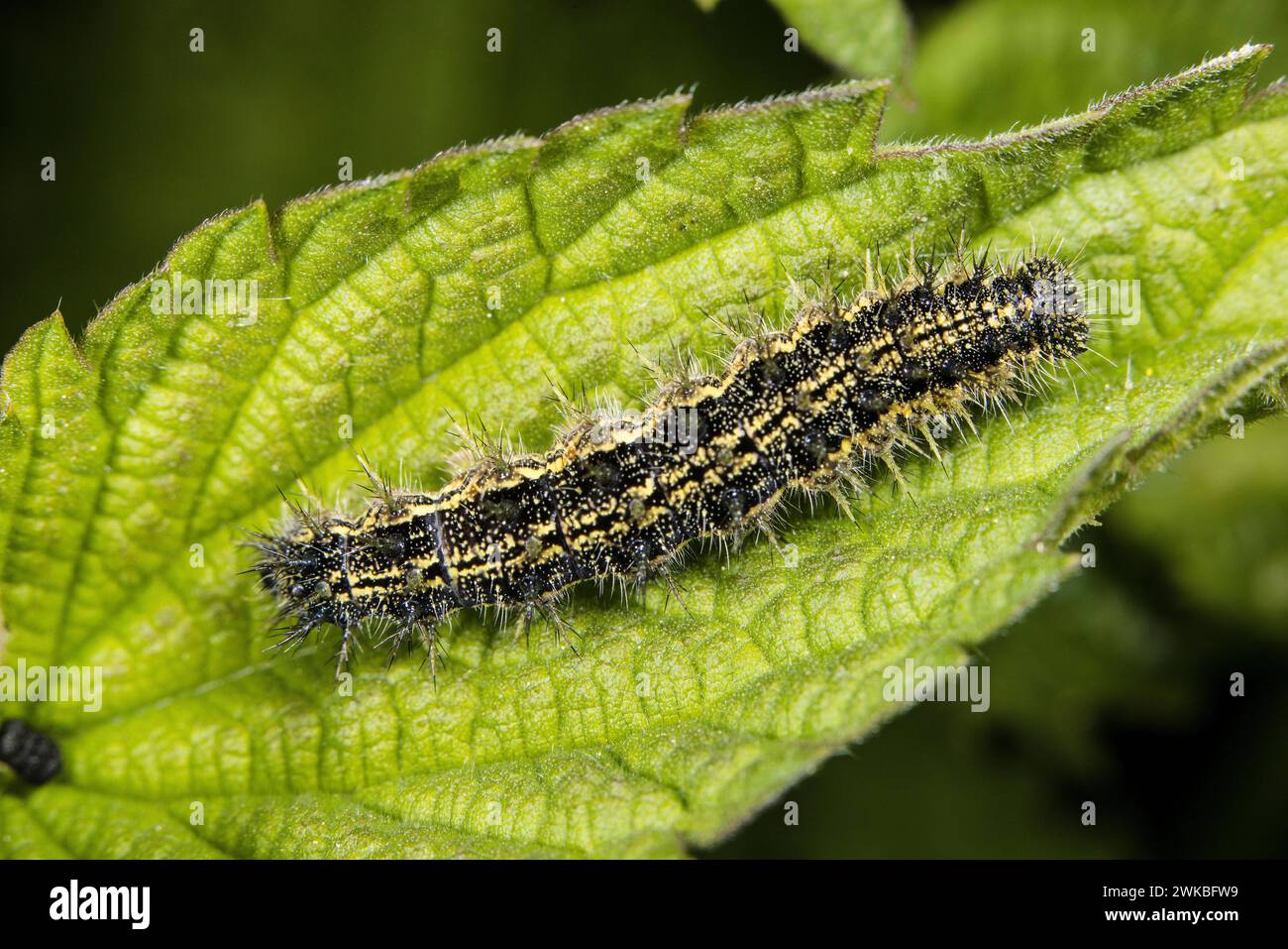 small tortoiseshell (Aglais urticae, Nymphalis urticae), Caterpillar on ...
