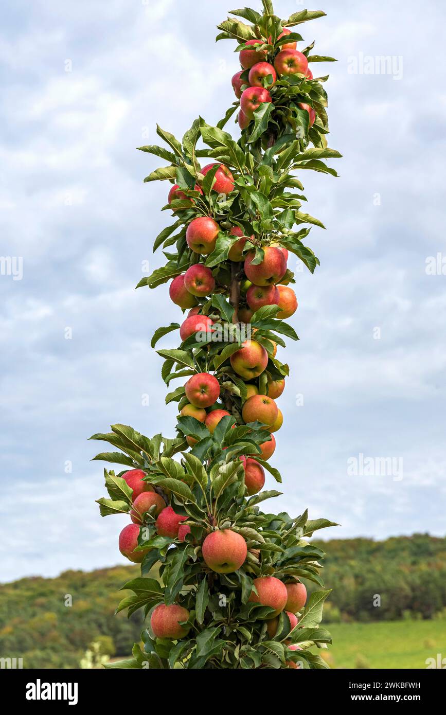 apple (Malus domestica 'Jucunda', Malus domestica Jucunda), cultivar ...
