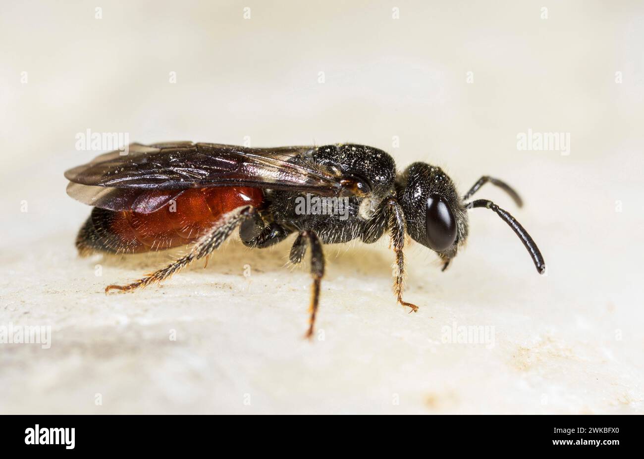Box-headed Blood Bee (Sphecodes monilicornis), side view, Germany Stock ...