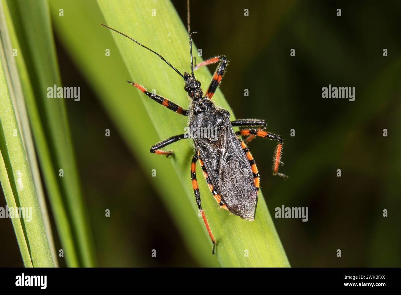 Assassin bug (Rhynocoris annulatus, Rhinocoris annulatus), sitting at a ...