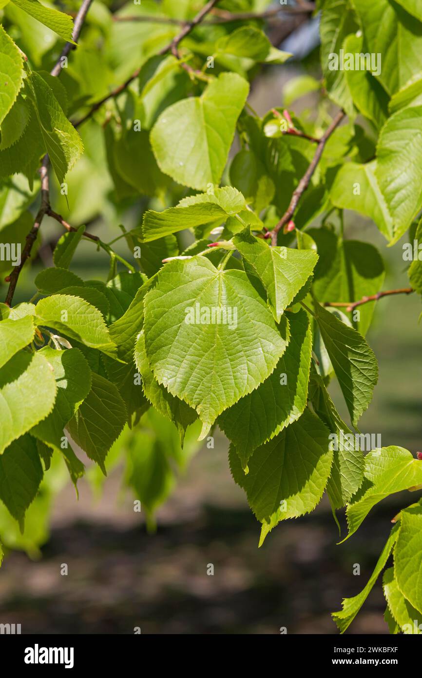small-leaved lime, littleleaf linden, little-leaf linden (Tilia cordata ...