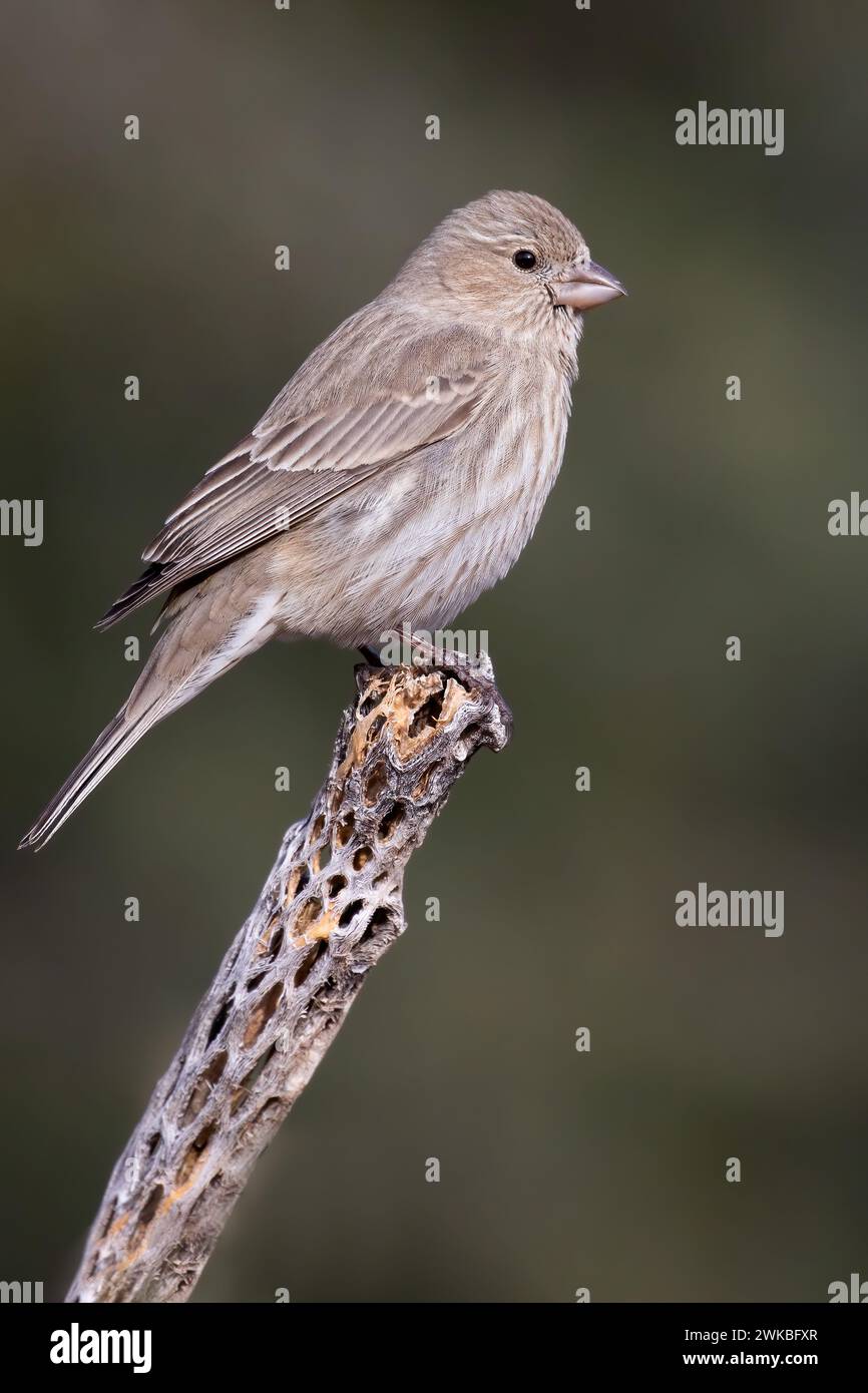 House finch (Carpodacus mexicanus), adult female perched on a branch ...