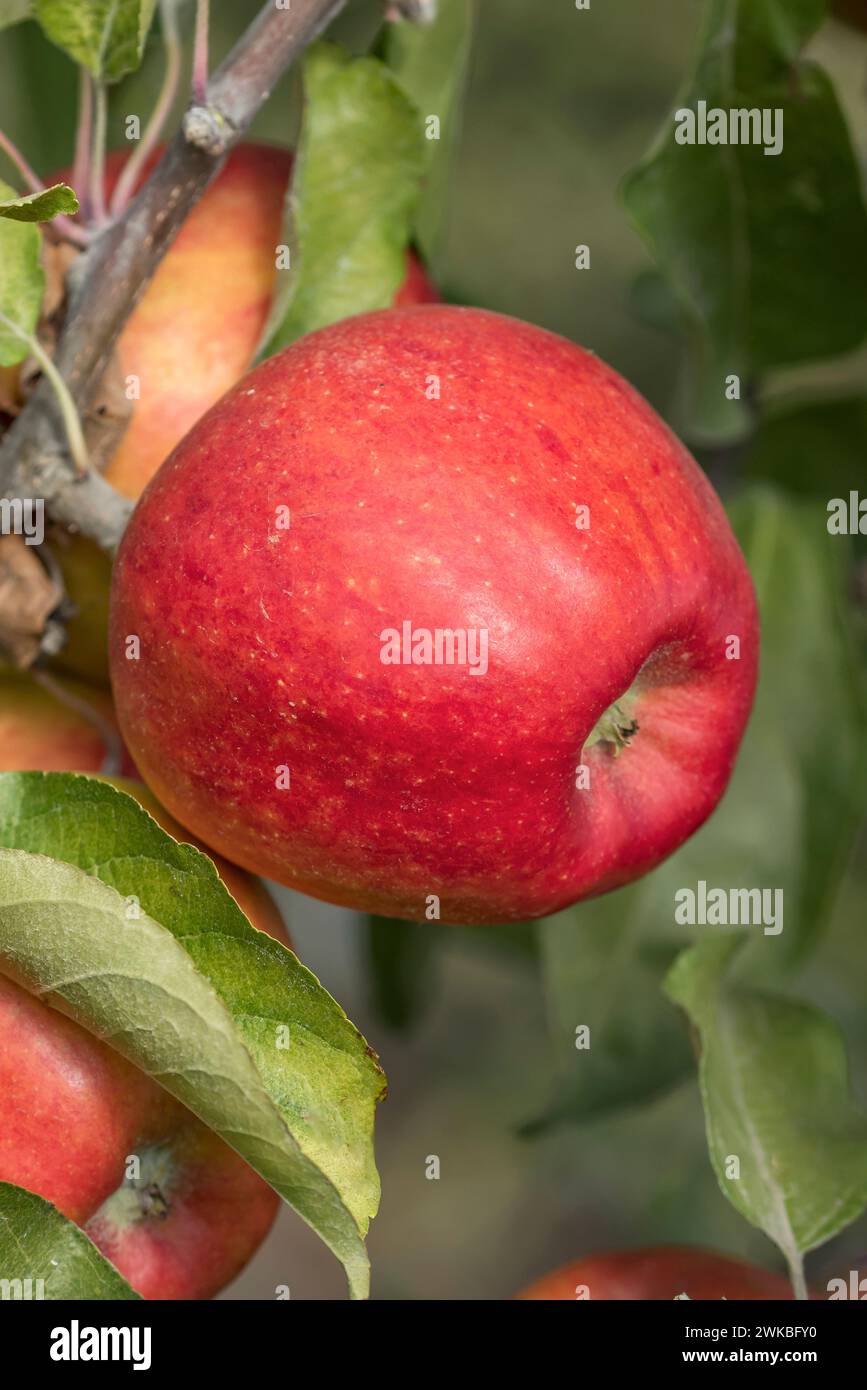 apple (Malus domestica 'Pilot', Malus domestica Pilot), cultivar Pilot ...