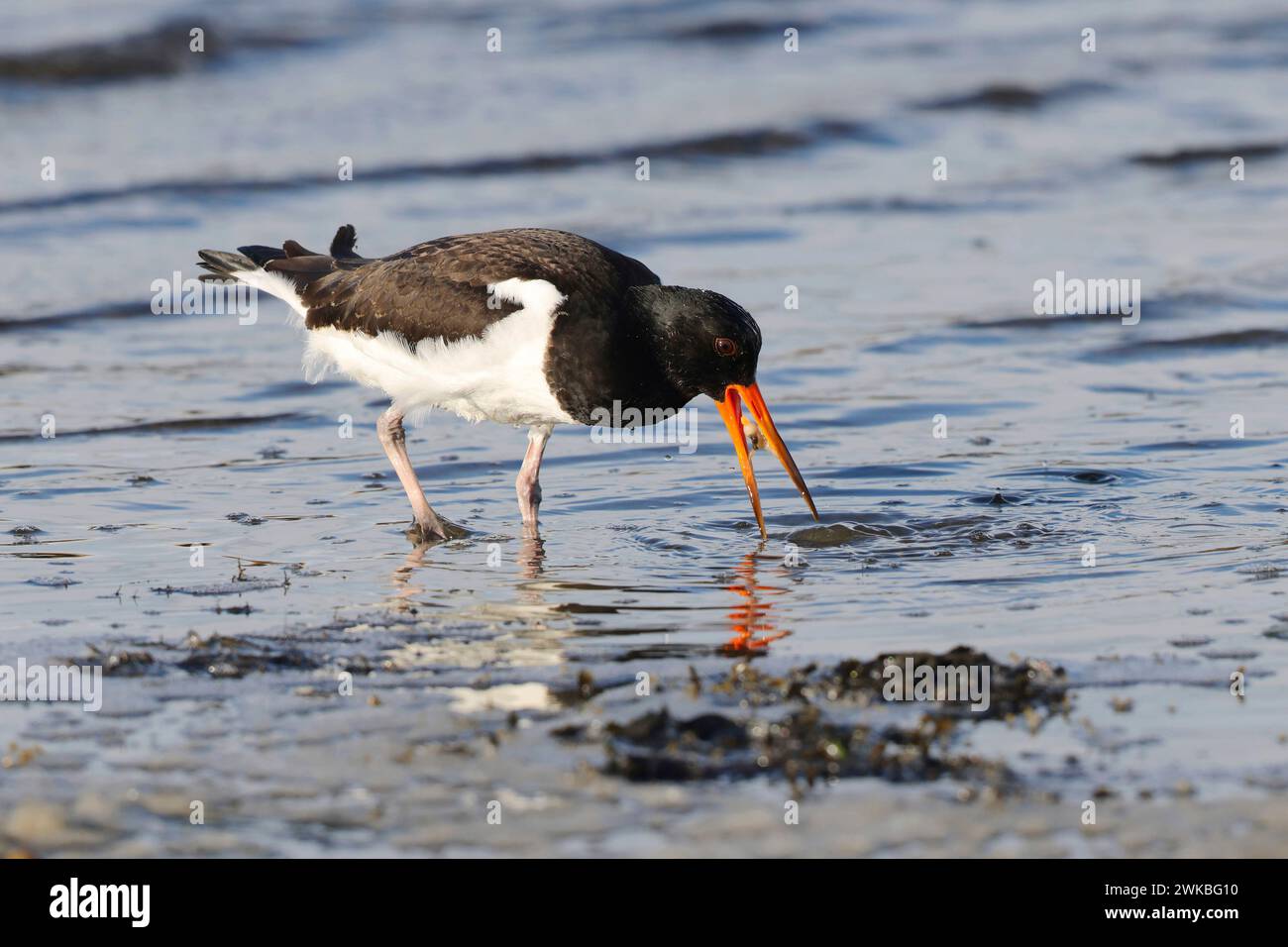 palaearctic oystercatcher, Eurasian oystercatcher, common pied ...