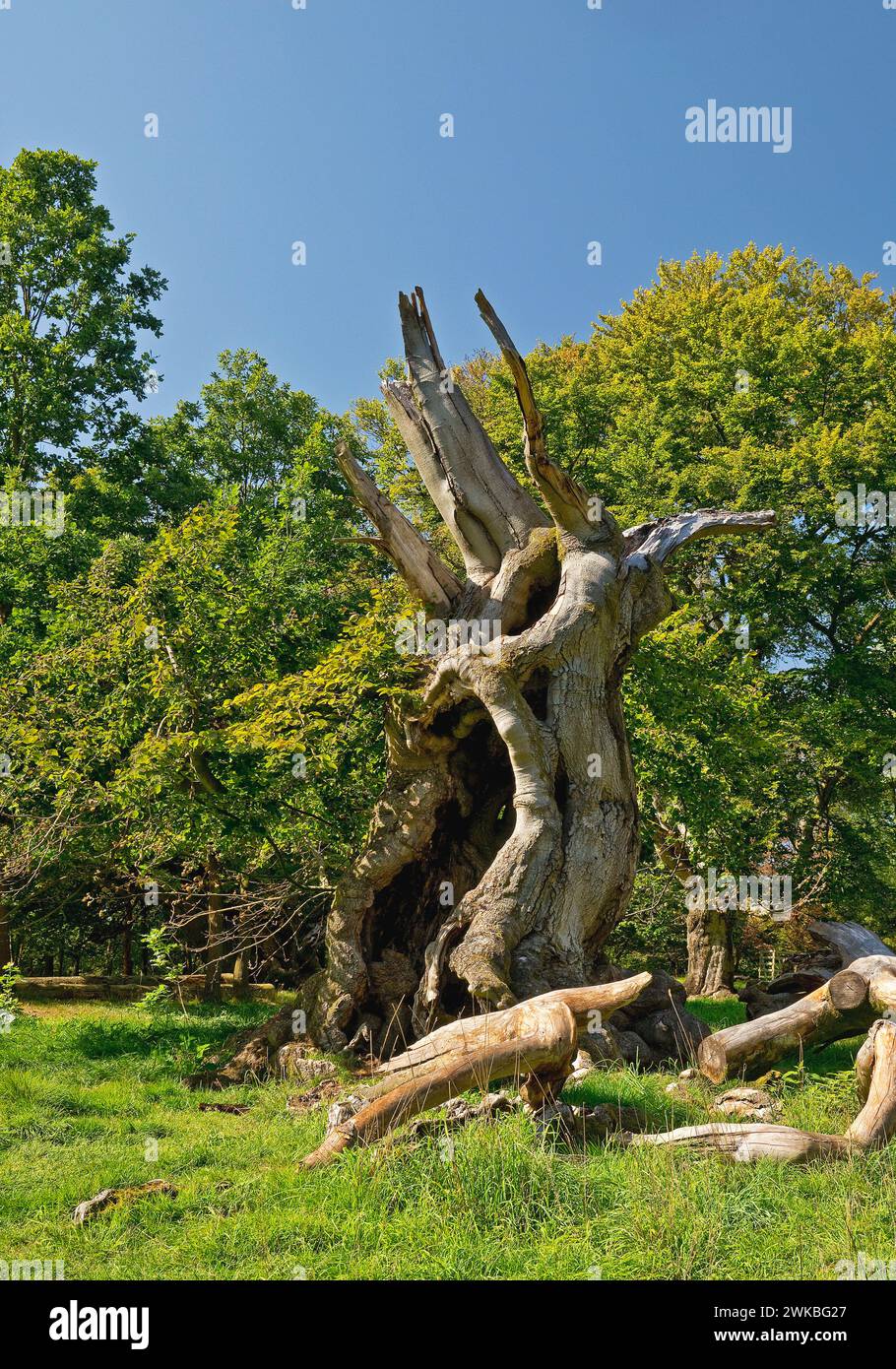 common beech (Fagus sylvatica), dead tree in Hutewald Halloh, Germany ...