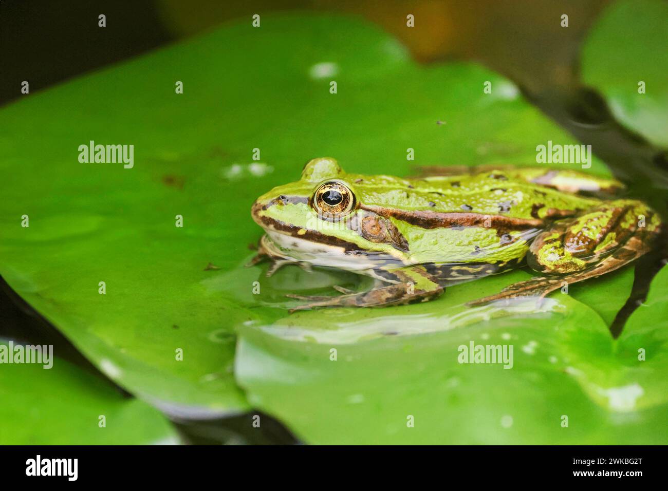 European edible frog, common edible frog (Rana kl. esculenta, Rana ...