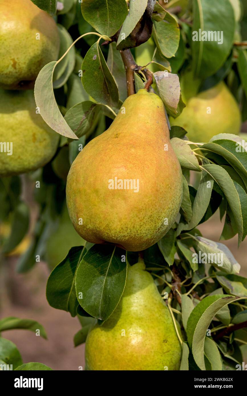 Pyrus novemberbirne hi-res stock photography and images - Alamy