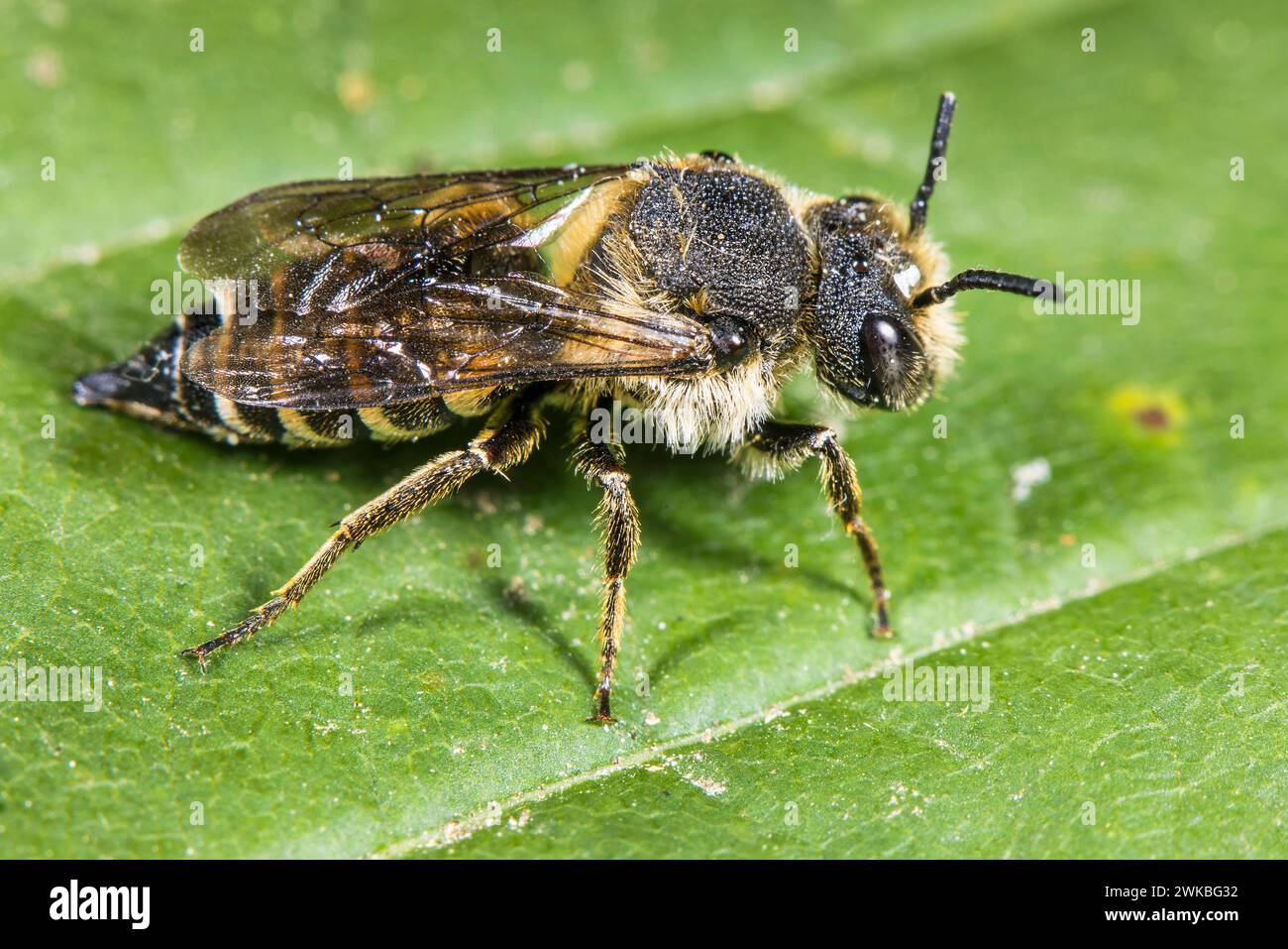 Rufescent Sharp-Tail (Coelioxys rufescens), sitting on a leaf, Germany ...