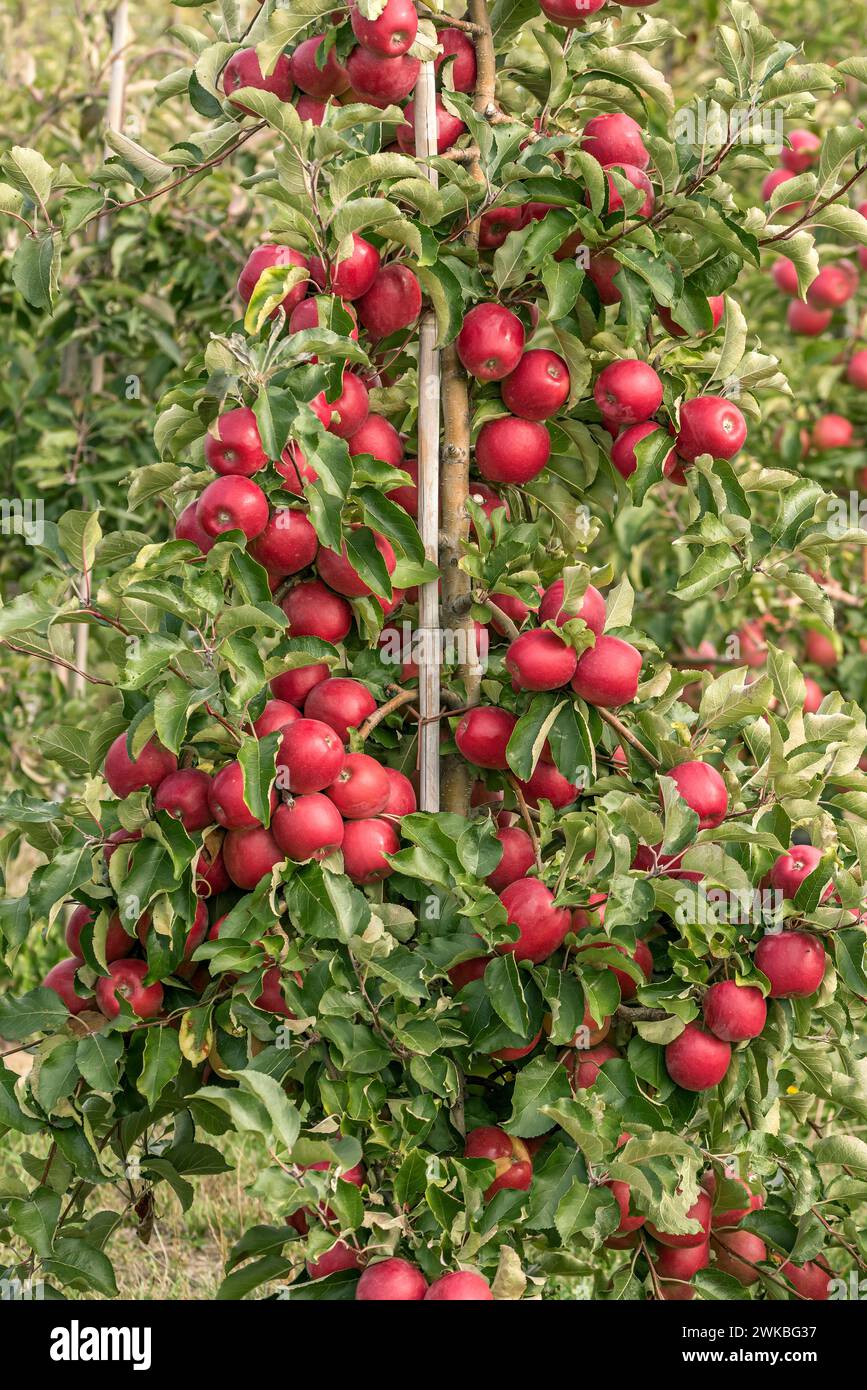 apple (Malus domestica 'Majesty', Malus domestica Majesty), cultivar Majesty Stock Photo - Alamy