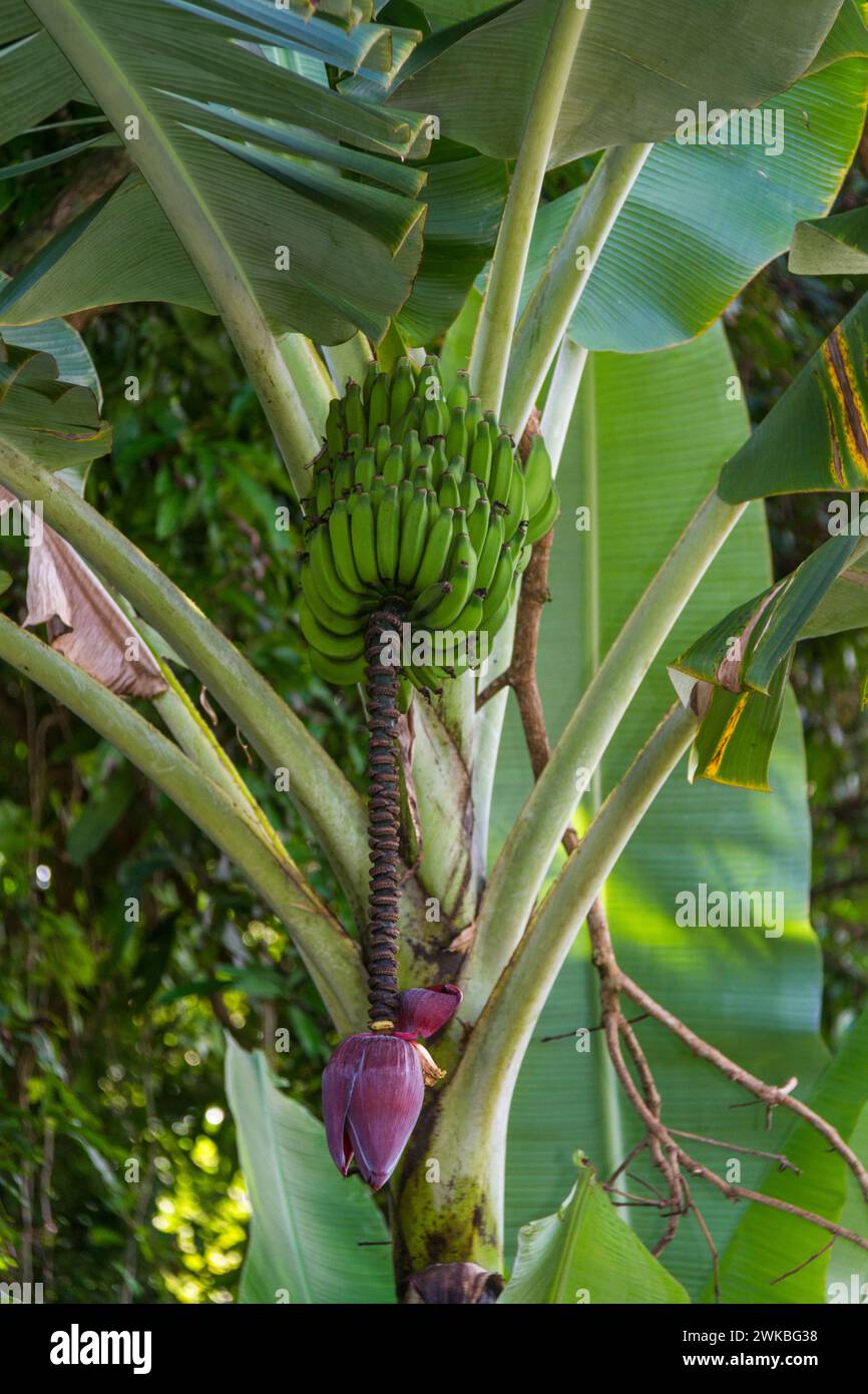 Banana plant, Musa acuminata, at roadside stand along the Road to Hana ...