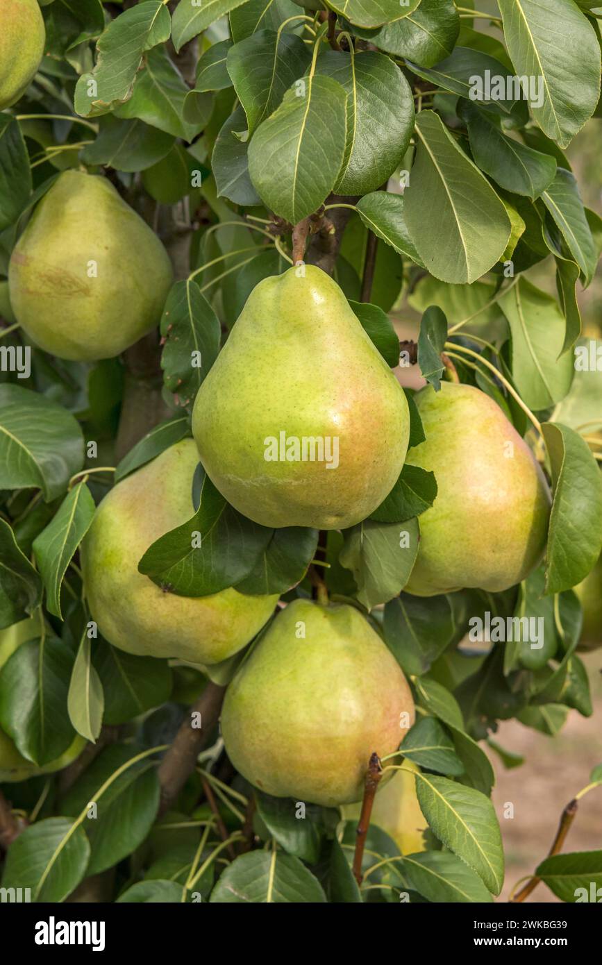 Common pear (Pyrus communis 'Obelisk', Pyrus communis Obelisk ...