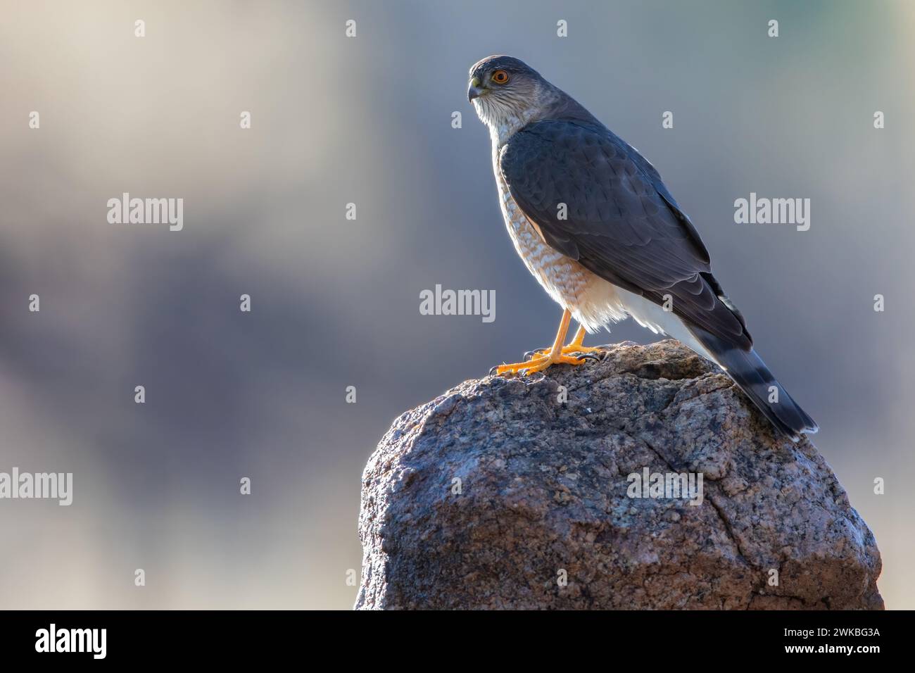 Sharp-shinned hawk (Accipiter striatus), adult male perched on a rock ...