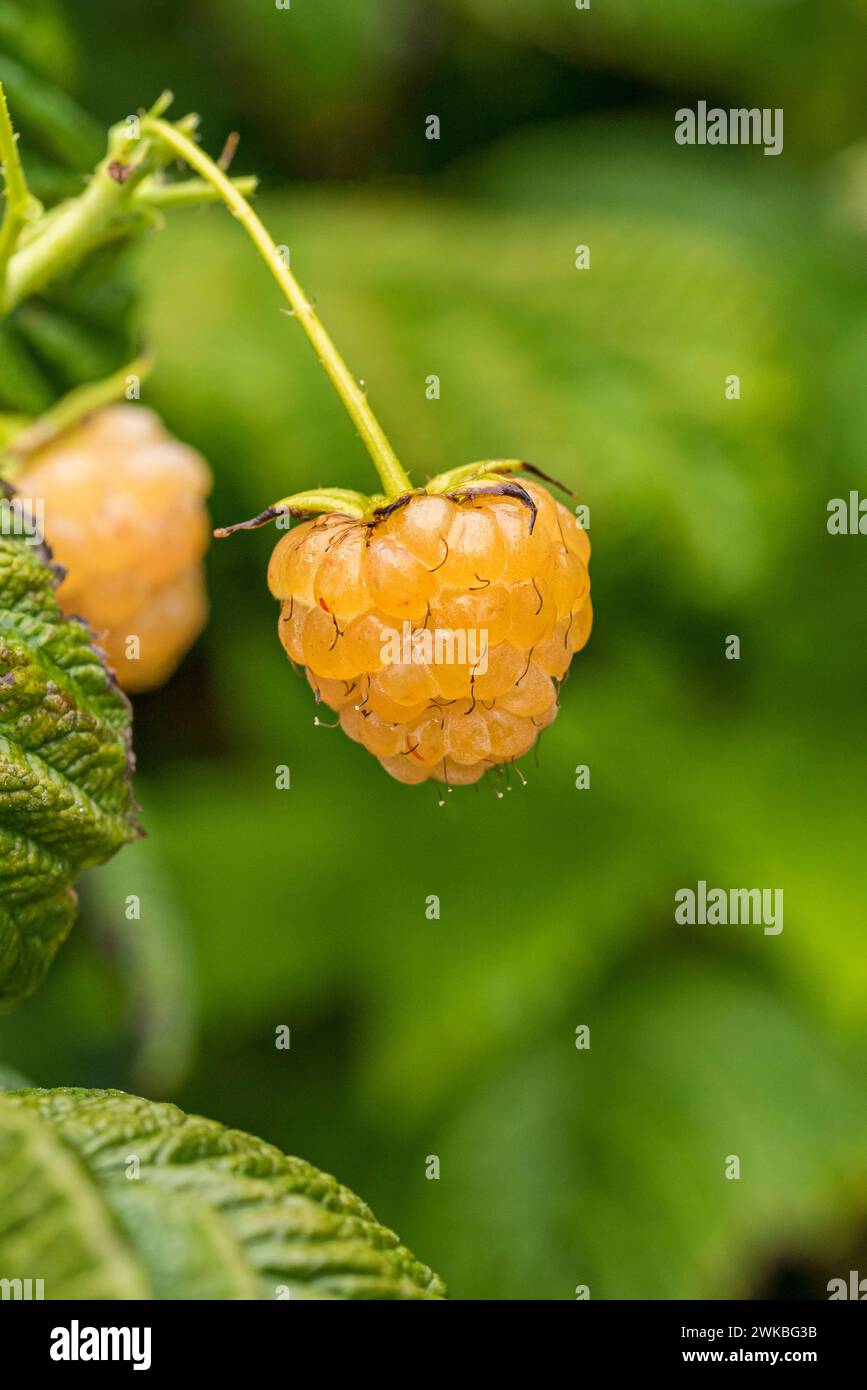 Rubus idaeus yellow sugana twotimer hi-res stock photography and images ...