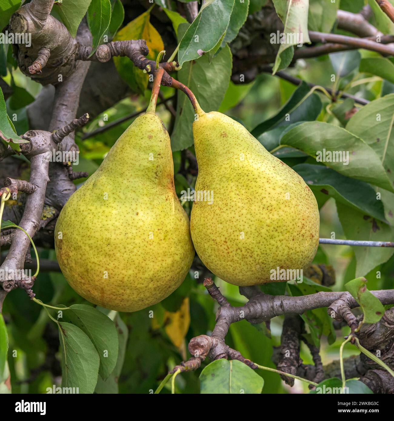 Pyrus harrow sweet hi-res stock photography and images - Alamy