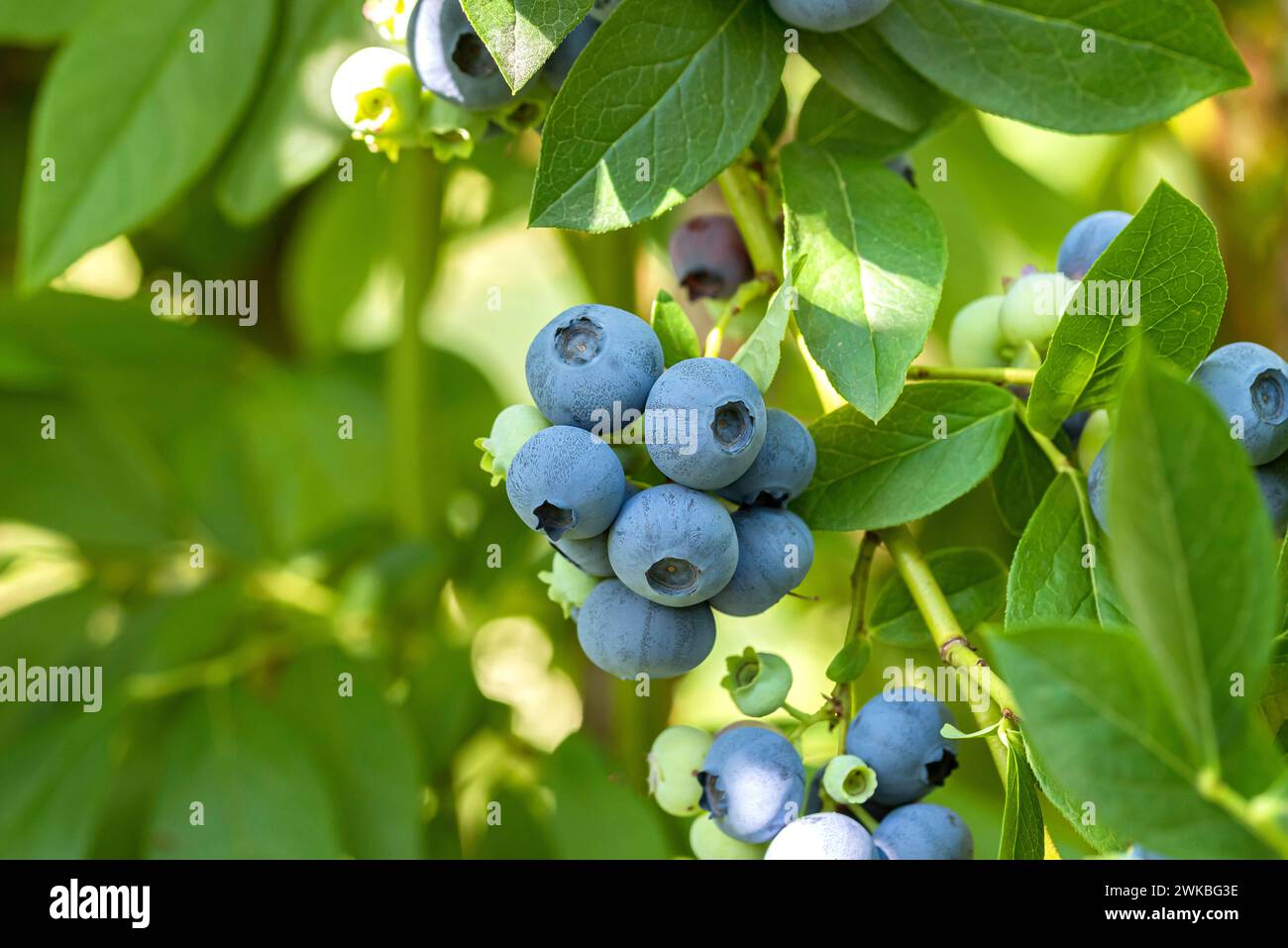 high blueberry, highbush blueberry, swamp blueberry (Vaccinium ...
