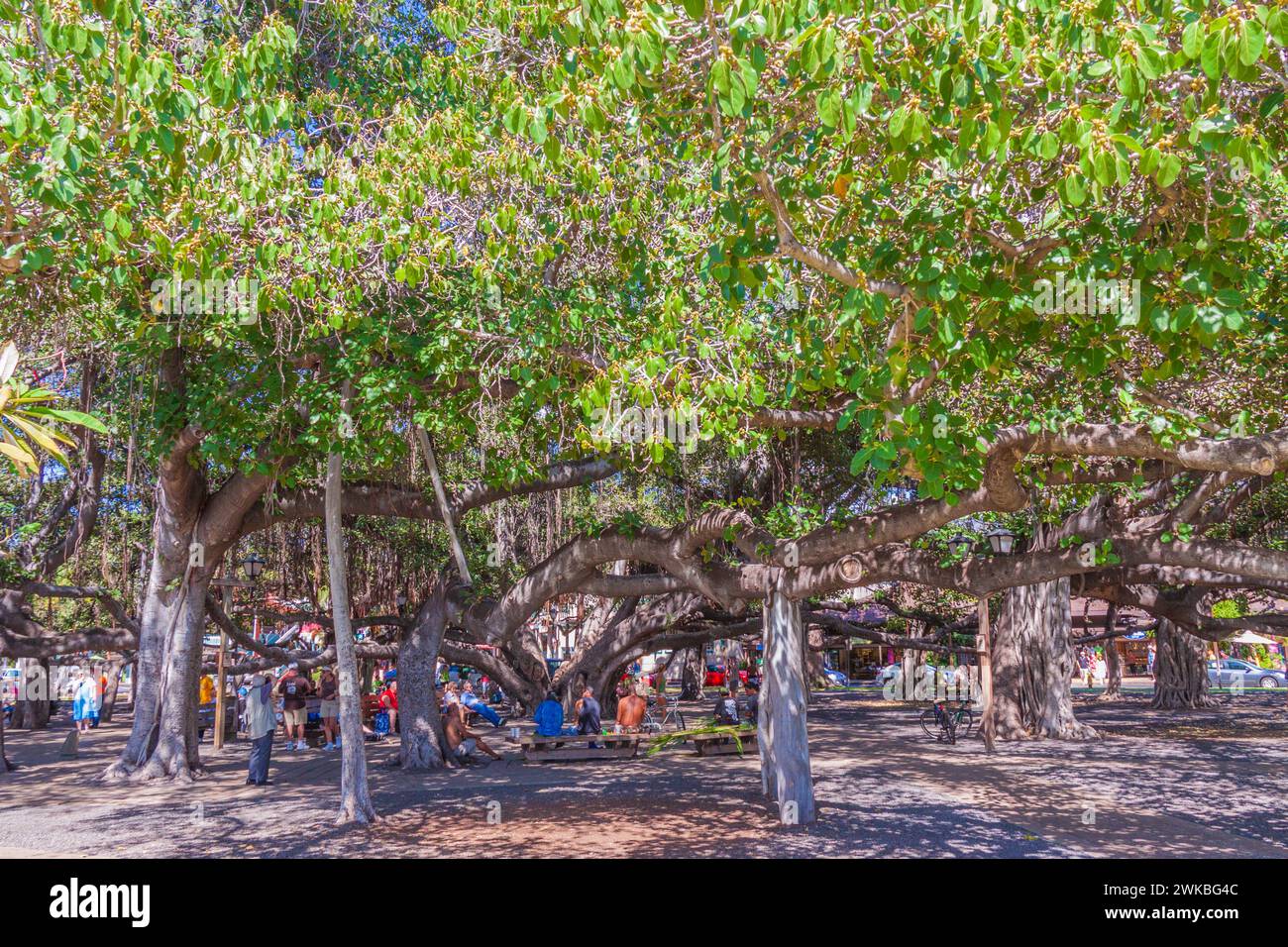 This Banyan Tree was planted in April, 1873, and marked the 50th ...