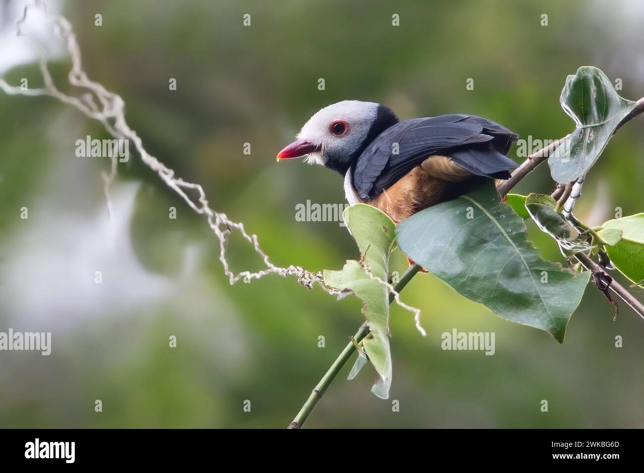 Beautiful rainforest gabon hi-res stock photography and images - Alamy