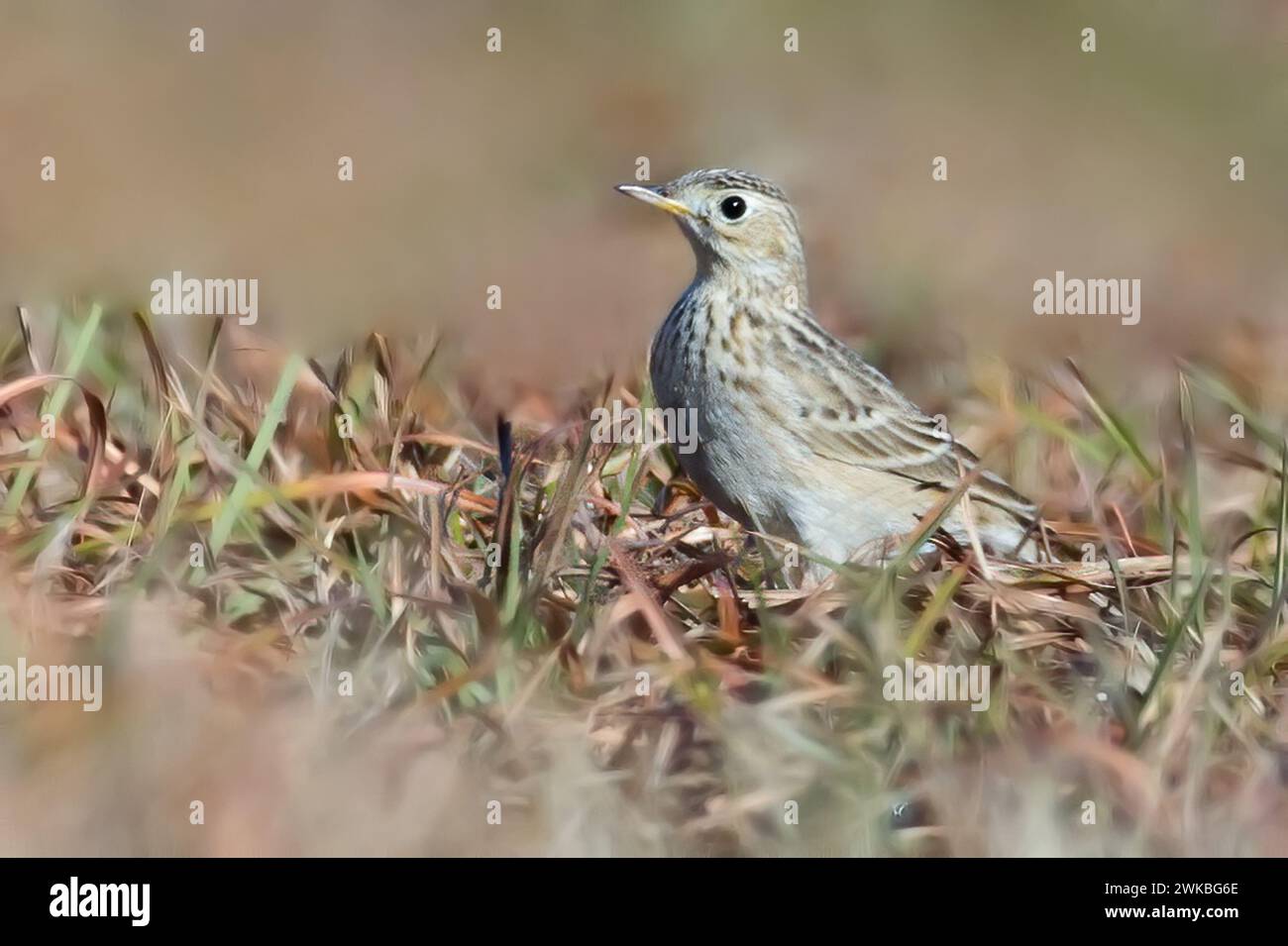 Spragueii hi-res stock photography and images - Alamy