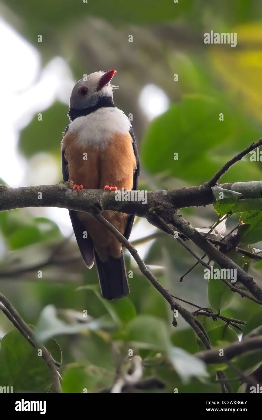 Gabon helmetshrikes hi-res stock photography and images - Alamy