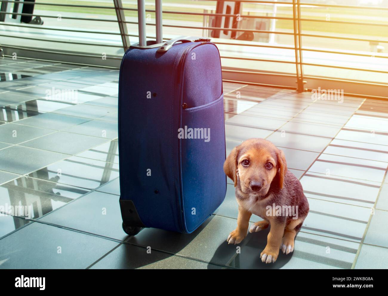 Tourist dog next to a suitcase at an airport Stock Photo - Alamy