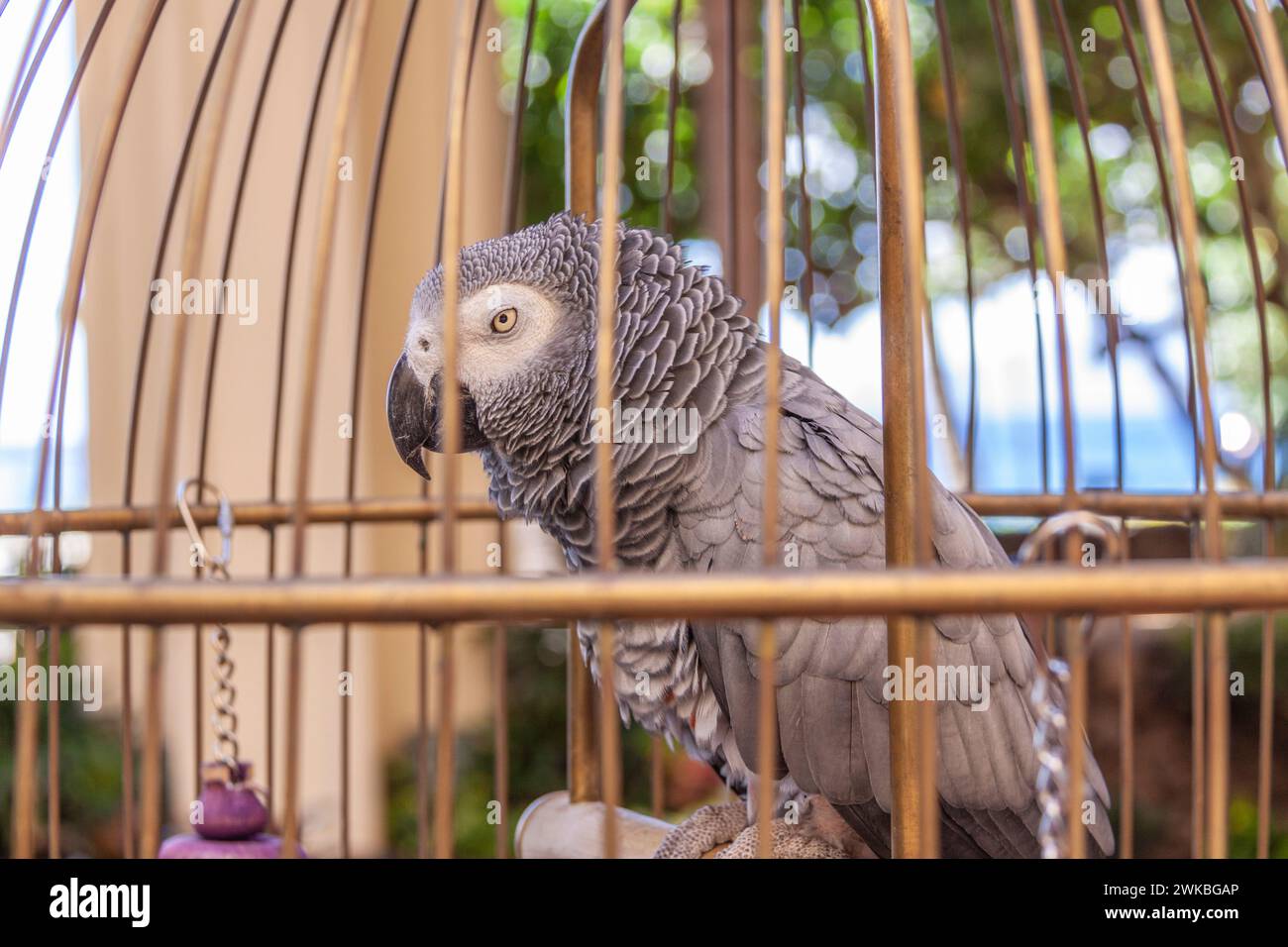 Captive parrot in cage at resort hotel on the island of Maui in Hawaii ...