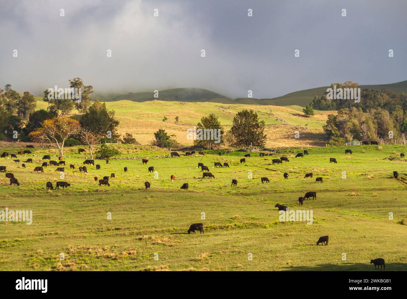 Cattle at pasture on the slopes of Haleakala volcano National Park on ...