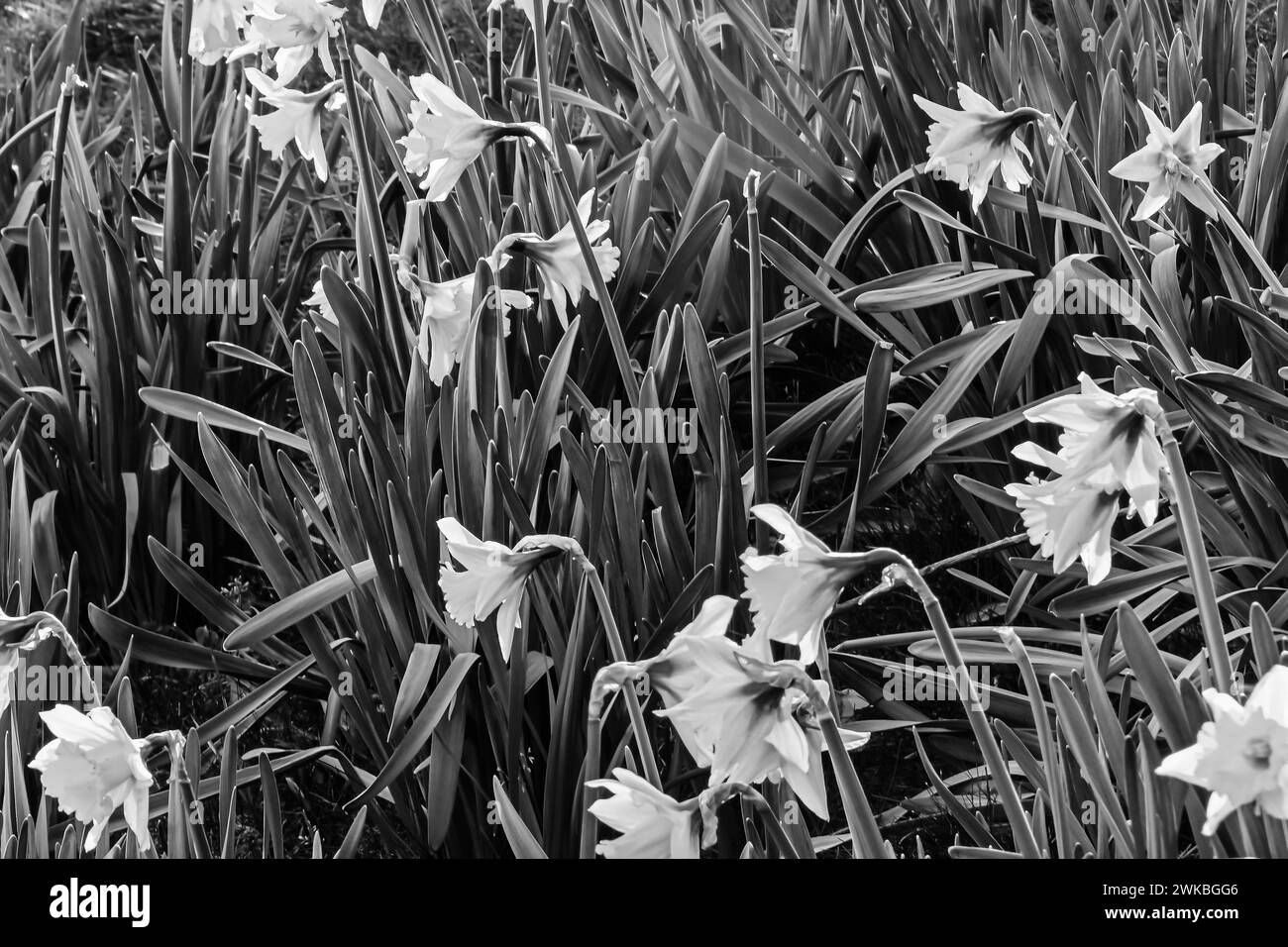 With daffodils in garden Black and White Stock Photos & Images - Alamy