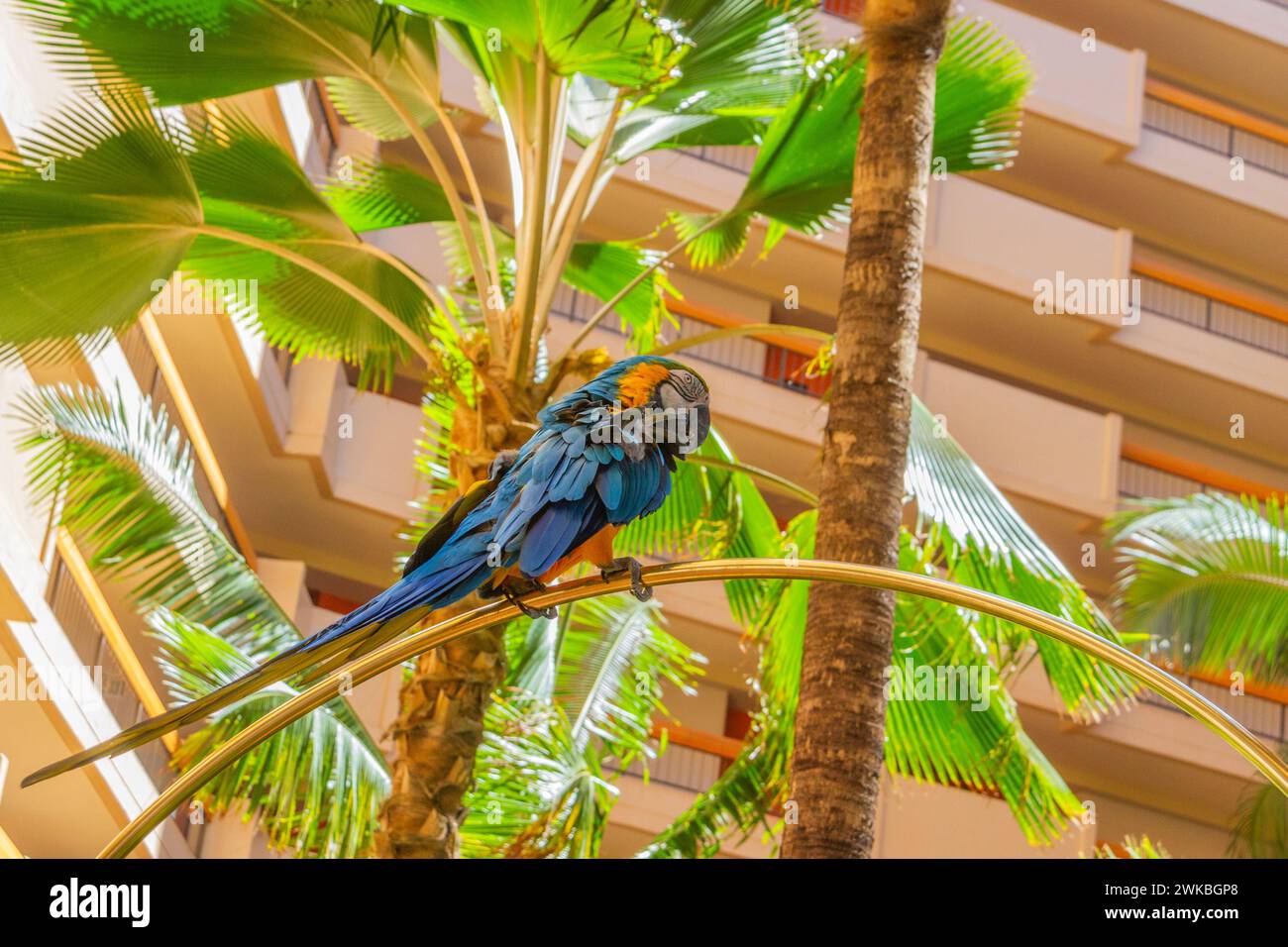 Friendly Macaw entertains tourists at Hyatt Regency resort on Maui ...