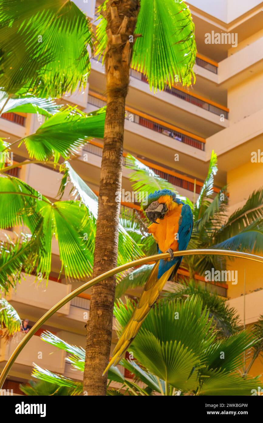 Friendly Macaw entertains tourists at Hyatt Regency resort on Maui ...