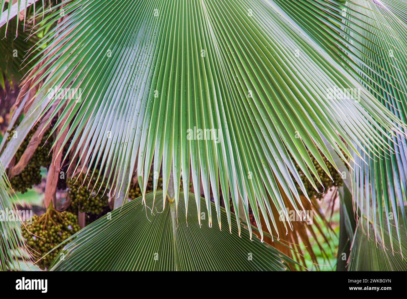 Palm tree fronds at resort on the island of Oahu in Hawaii Stock Photo ...