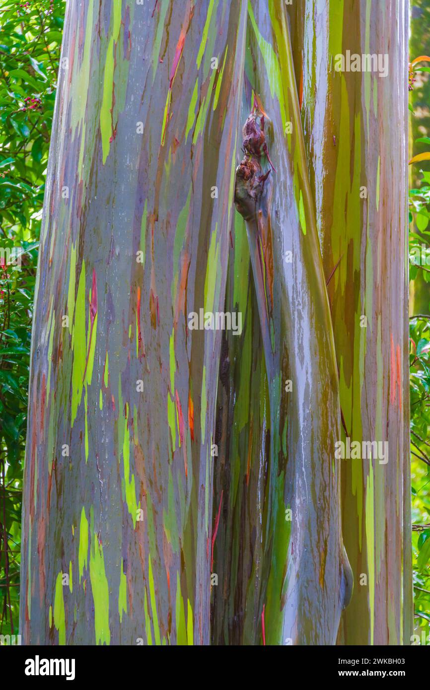 Rainbow Eucalyptus tree, Eucalyptus deglupta, on the Road to Hana on ...
