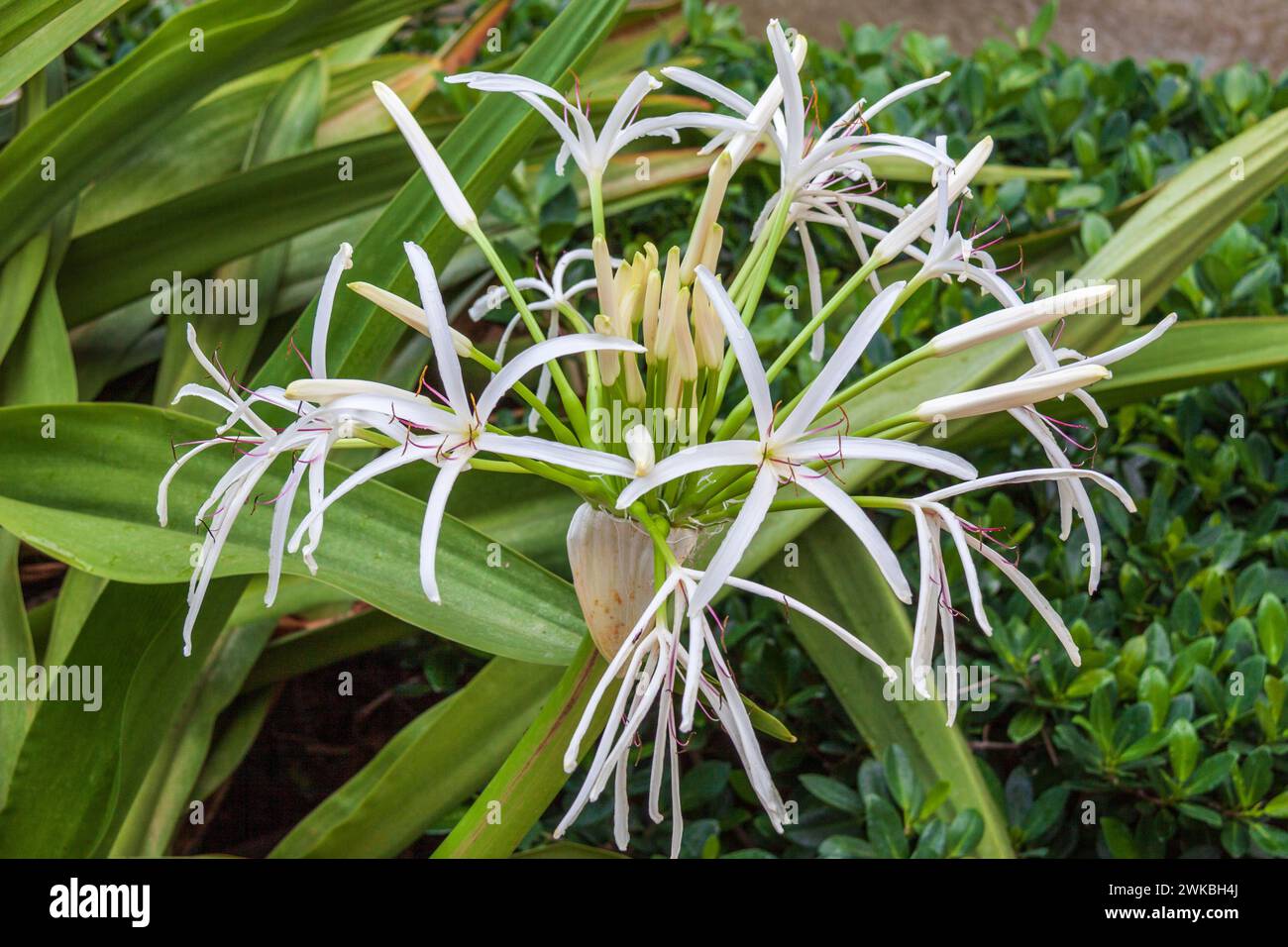 Spider Lily, Crinum asiaticum , on the island of Oahu in Hawaii Stock ...