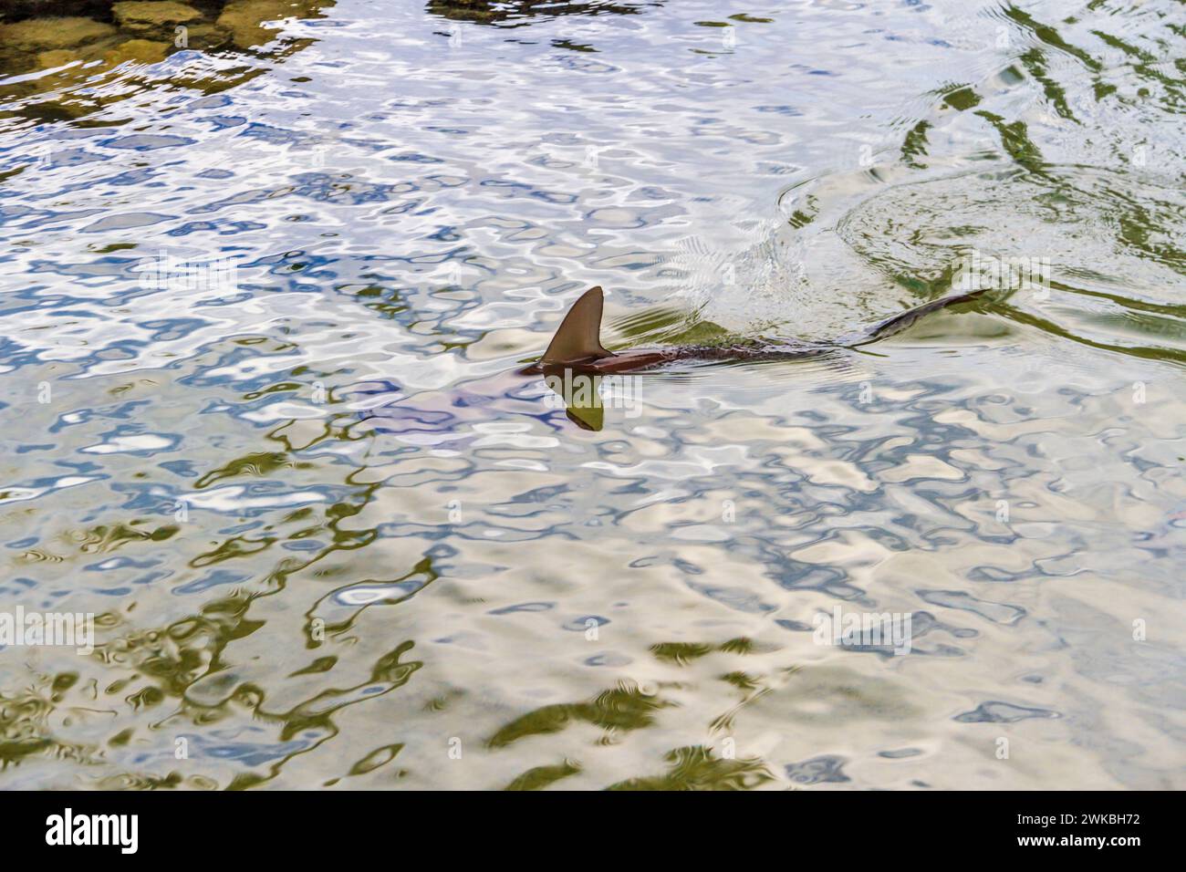 Exotic Sphyrnidae (Hammerhead Shark) tropical fish in lagoon at Ihilani ...