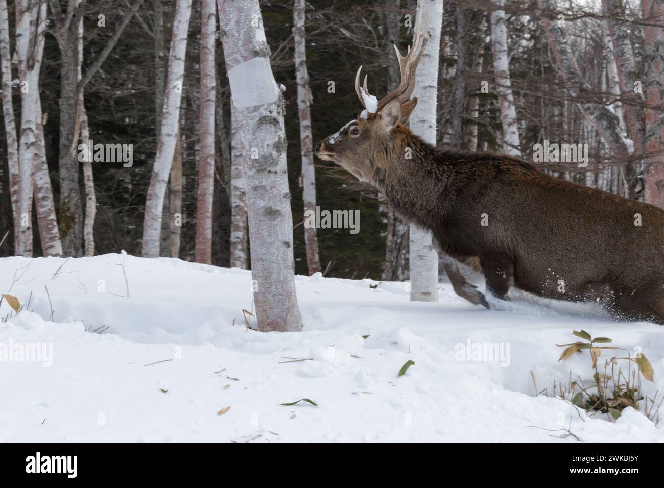 Large brown stag deer leaping through snow in woodland, Hokkaido Stock ...