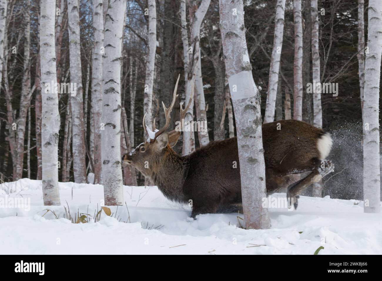 Birch trees with deer hi-res stock photography and images - Alamy