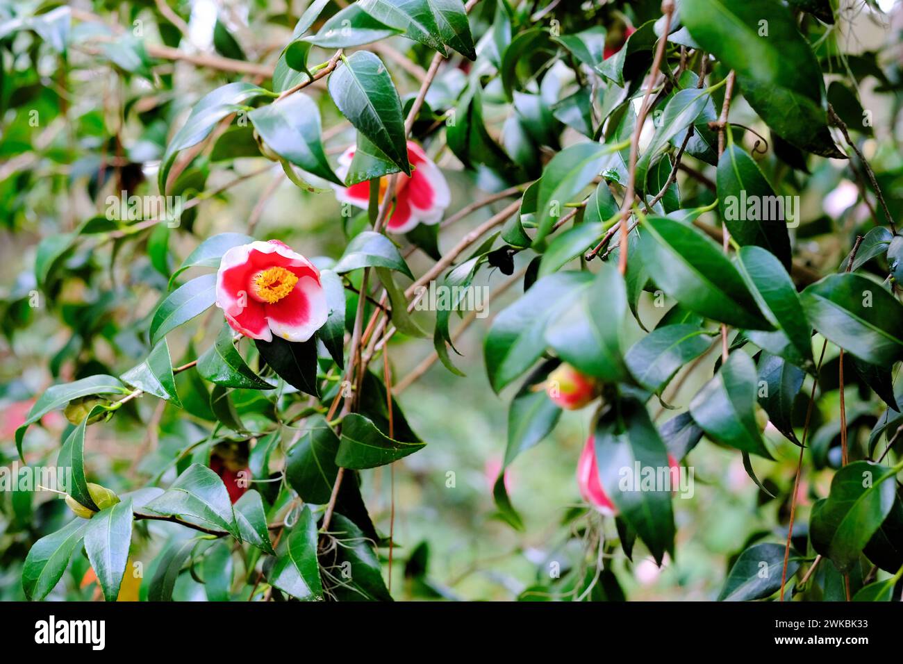 Japanese camellia variety hi-res stock photography and images - Alamy
