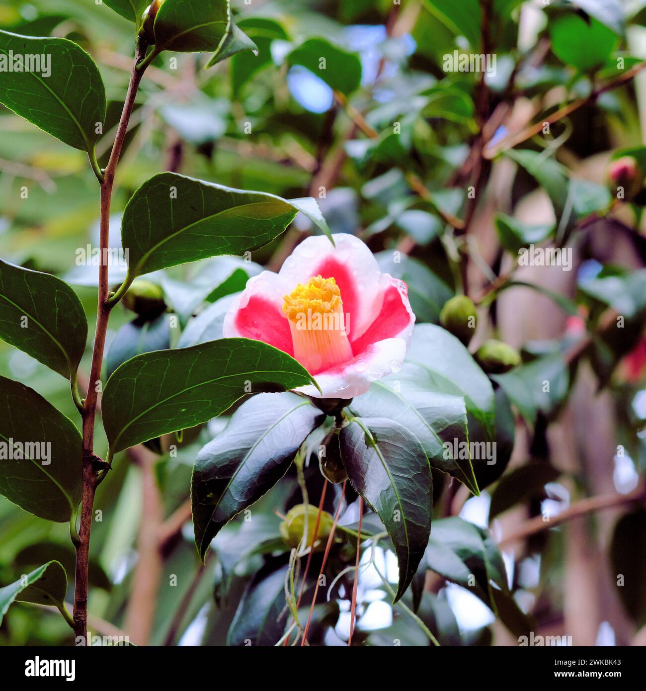 Camellia japonica Tama No Ura variety; white with red petals and yellow ...