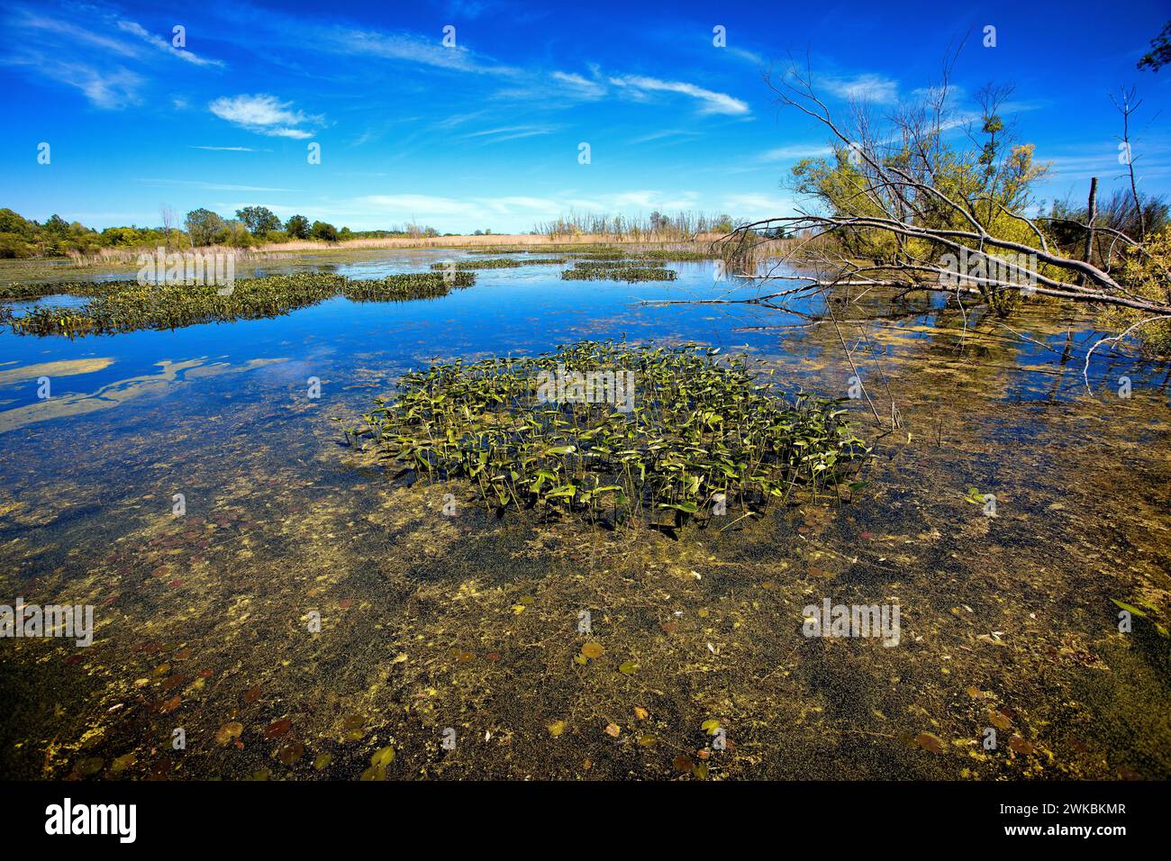 Beautiful Sunny Afternoon Marsh sky scene Stock Photo - Alamy
