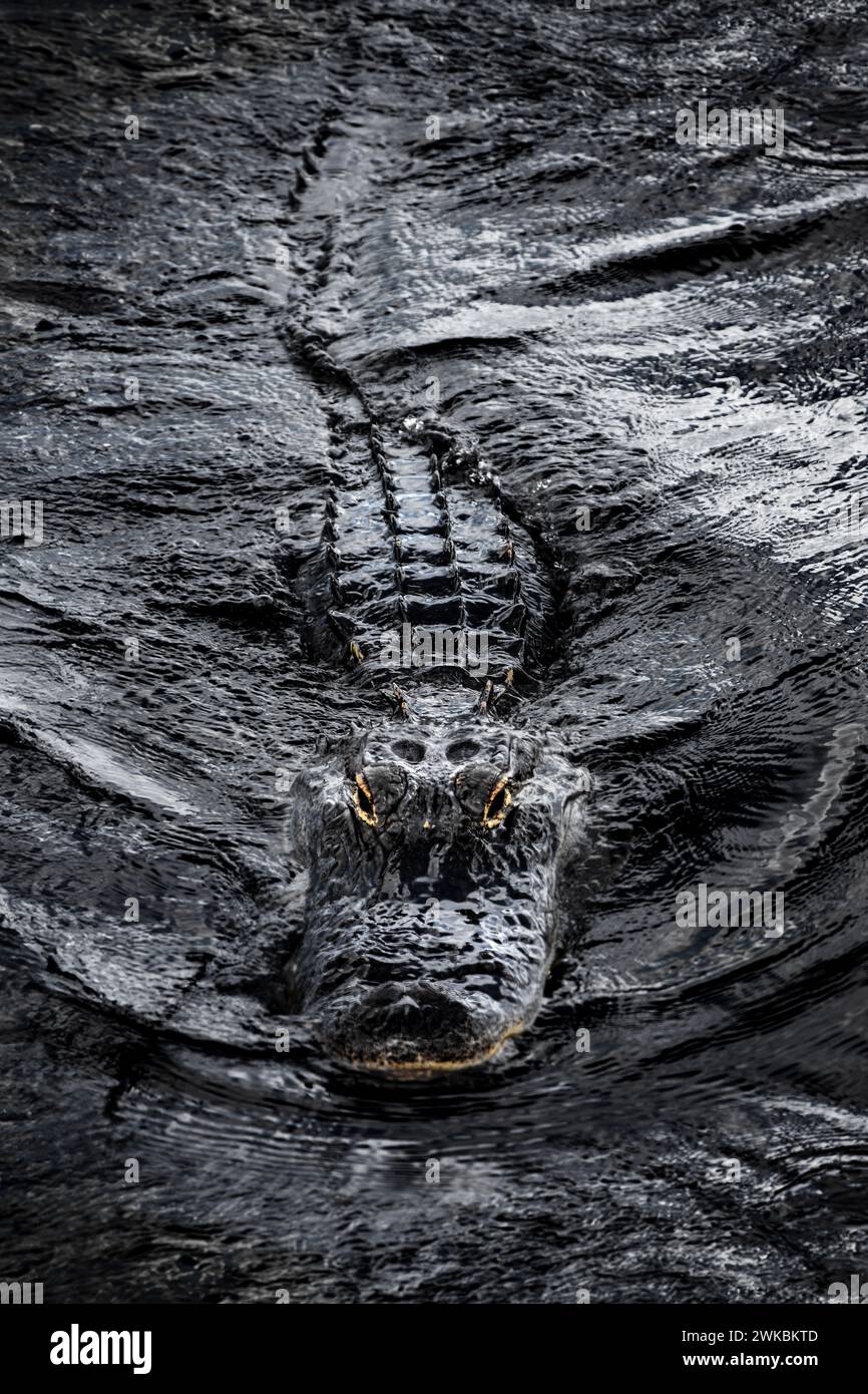 A monochrome close-up image of an alligator (Alligatoridae) in the ...