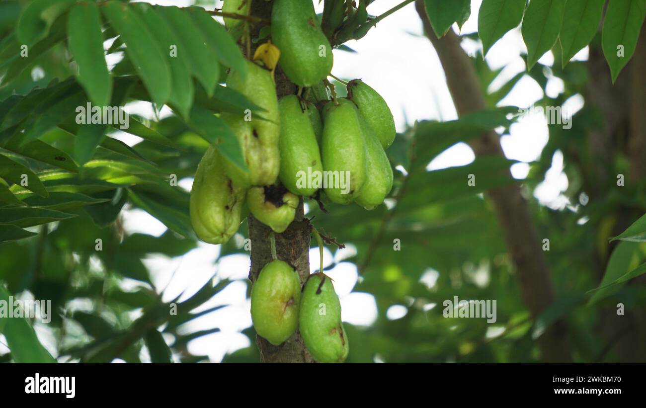 Averrhoa bilimbi (bilimbi, cucumber tree, tree sorrel, belimbing sayur ...