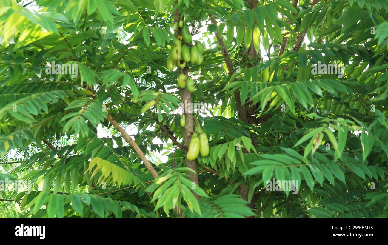 Averrhoa bilimbi (bilimbi, cucumber tree, tree sorrel, belimbing sayur ...
