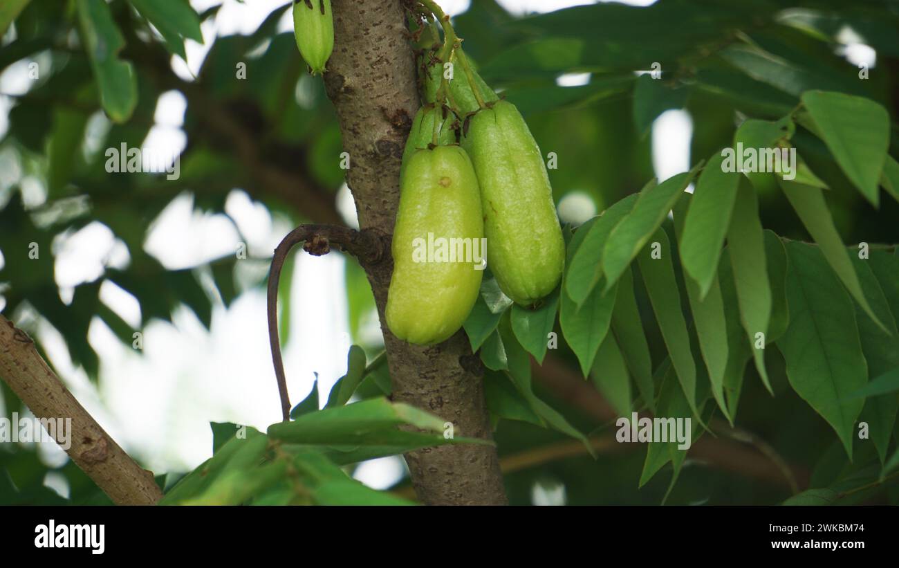 Averrhoa bilimbi (bilimbi, cucumber tree, tree sorrel, belimbing sayur ...